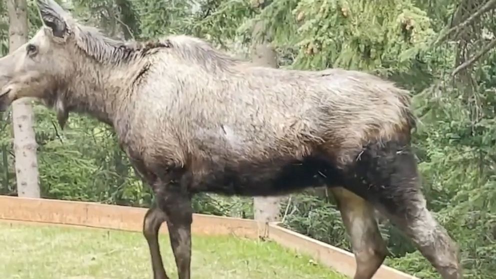 Video Moose family spotted in backyard - ABC News