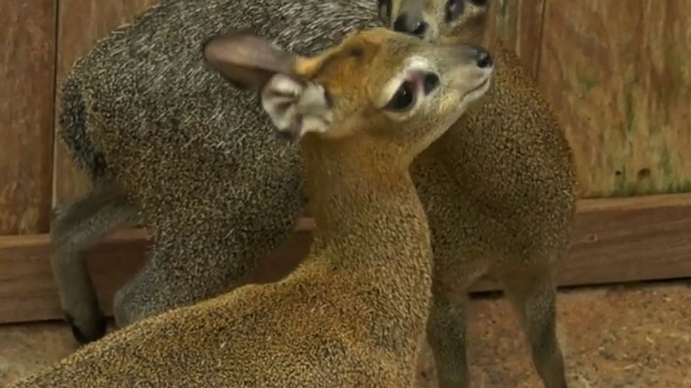 Baby Klipspringer