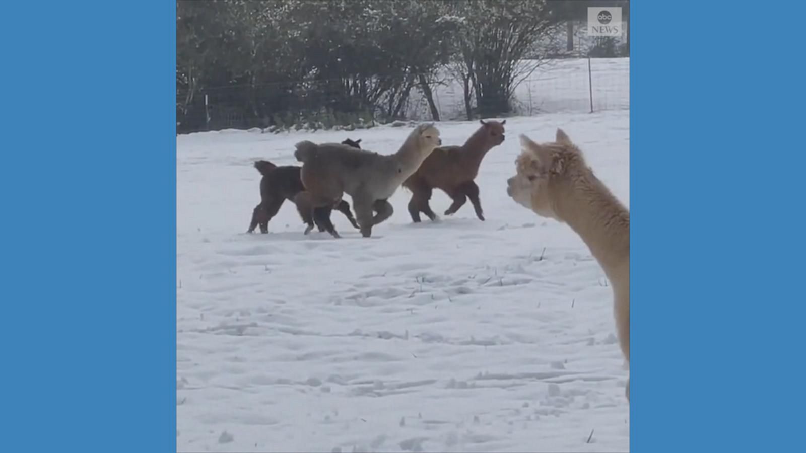 Alpacas play in the snow - Good Morning America