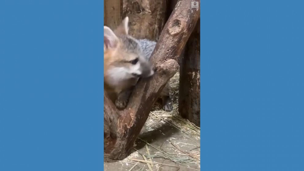 Rescued baby fox explores new home at wildlife center | GMA