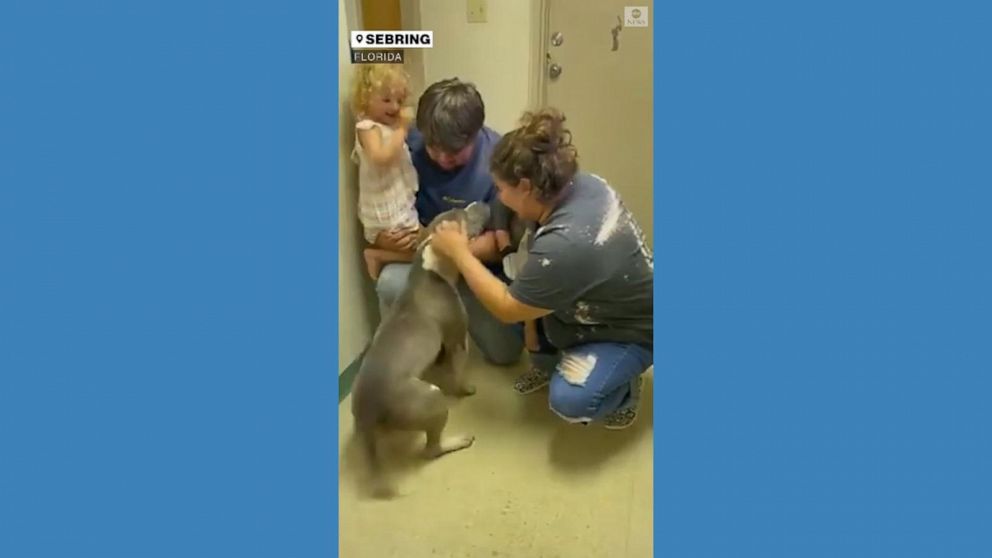 Video Dog reunites with family after going missing for 10 months - ABC News Video Dog reunites with family after going missing for 10 months - ABC News