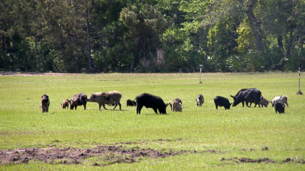 Texas County to Feed Feral Hogs to the Homeless - ABC News