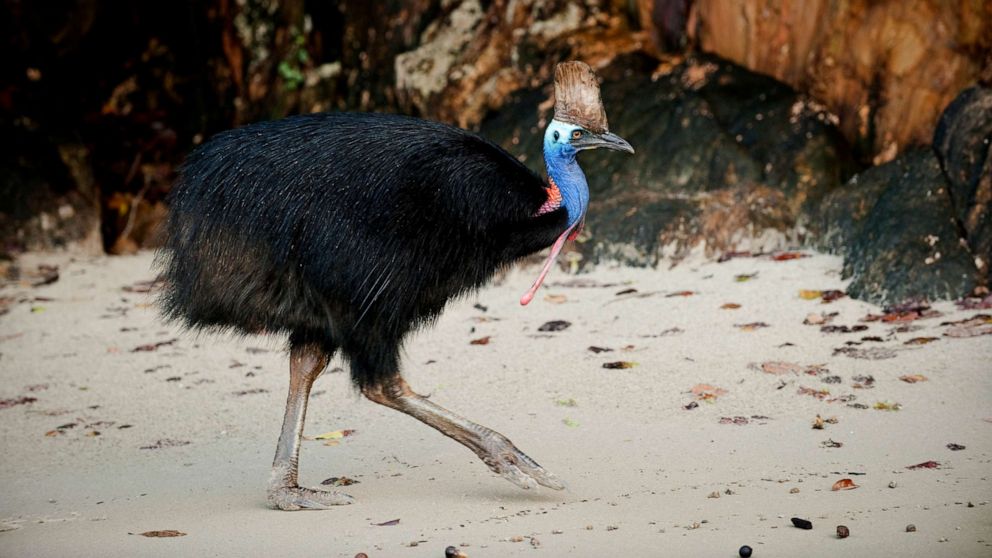 'World's most dangerous bird' kills 75-year-old man in Florida ...