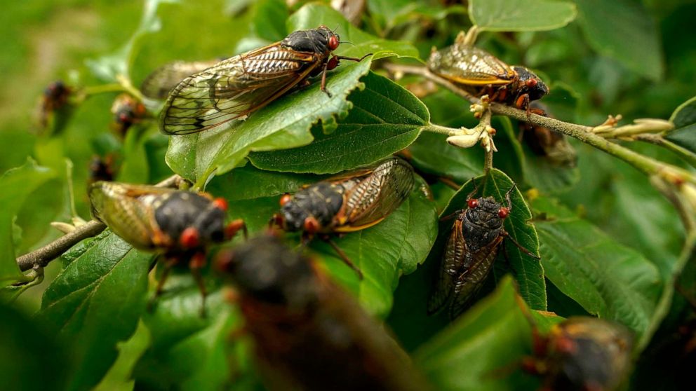 Cicadas delay White House press charter to Europe - ABC News