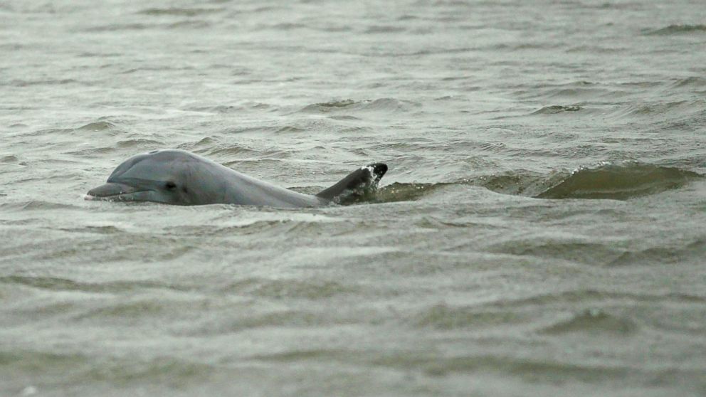 7 years after Deepwater Horizon oil spill, Louisiana dolphins struggle ...