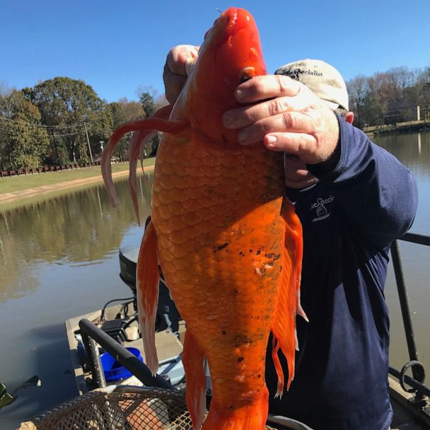 Biggest Gold Fish Ever Caught Pet Store Goldfish Surviving Winter