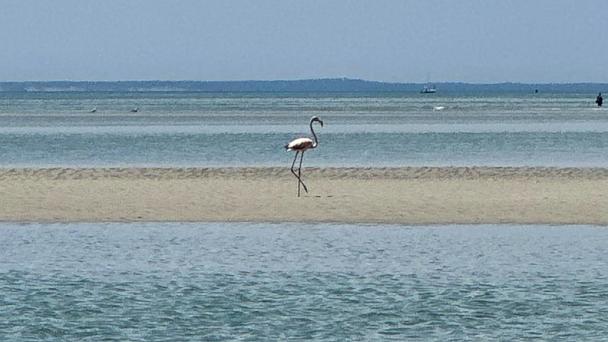 Flamingo spotted in Massachusetts in potentially unprecedented event ...