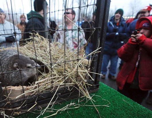 Meet the Groundhogs Picture | Meet Your Regional Groundhogs - ABC News