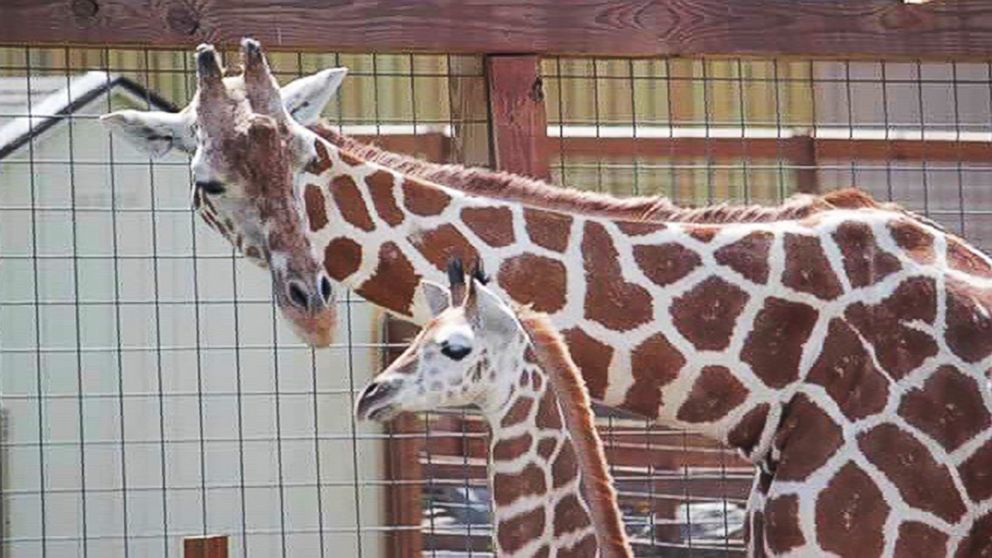 'Here we go again:' April the giraffe, whose last birth drew millions ...