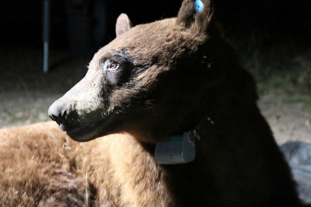 Researchers find black bear living in the Santa Monica Mountains - Good ...
