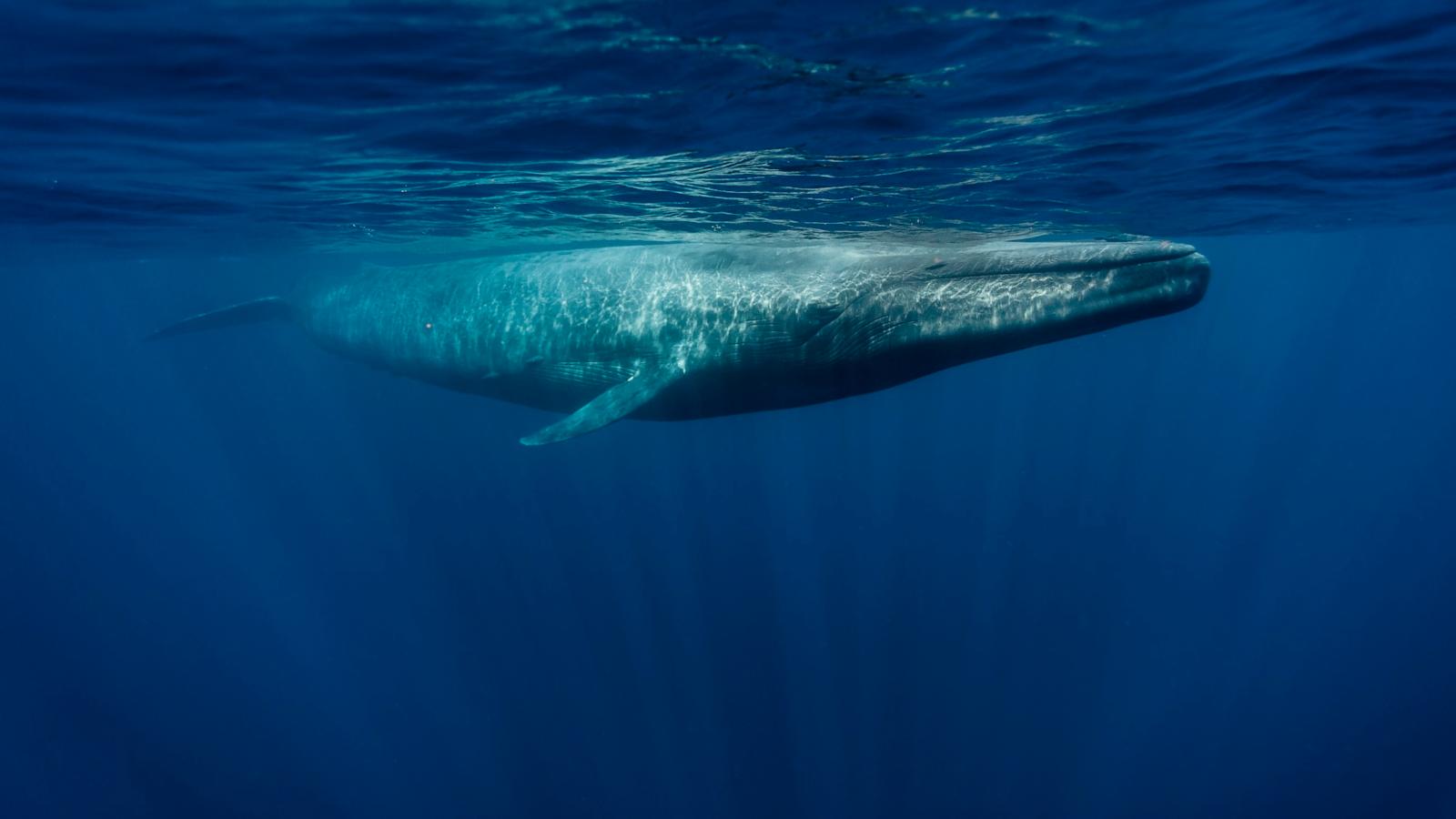 Weird Looking Whale