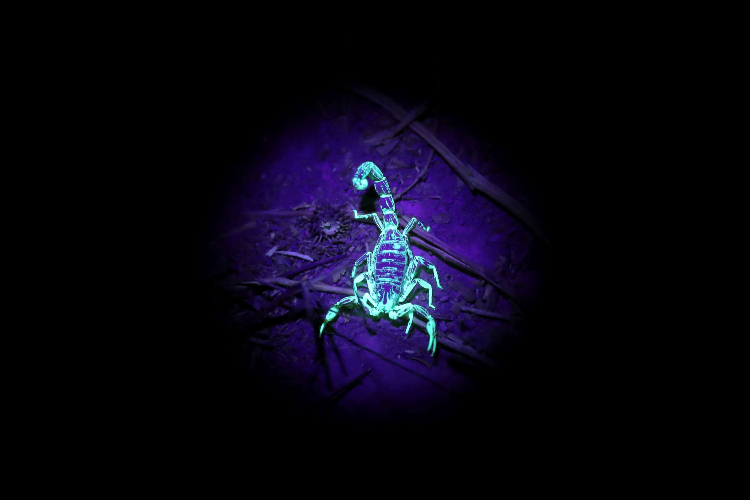 A venomous Deathstalker scorpion glows under ultraviolet light Picture ...