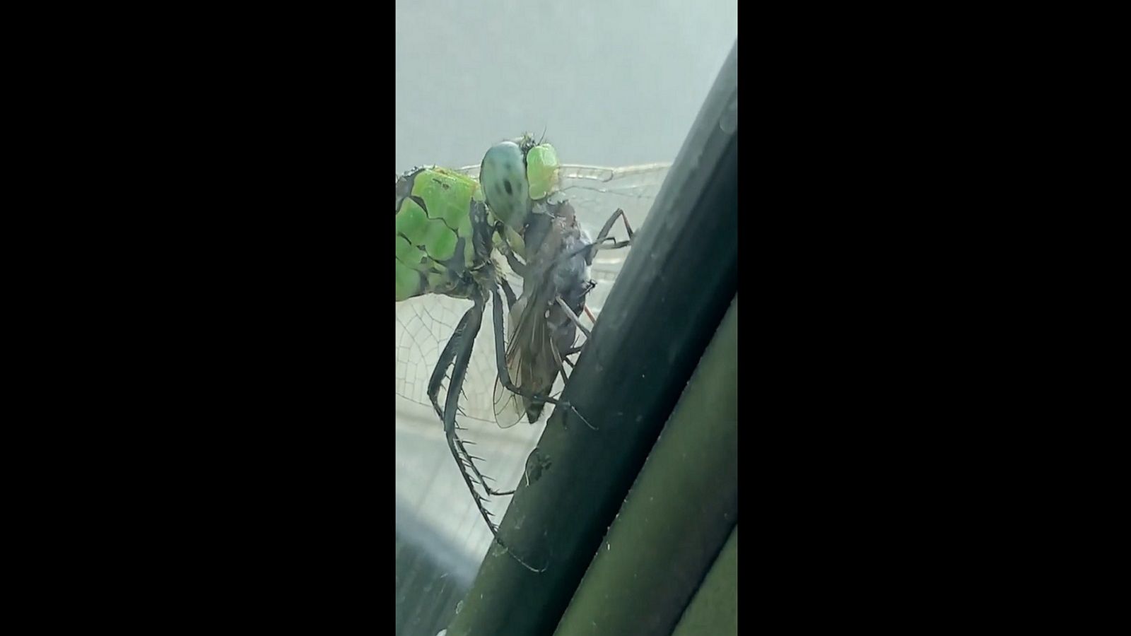 Dragonfly enjoys crunchy snack - Good Morning America