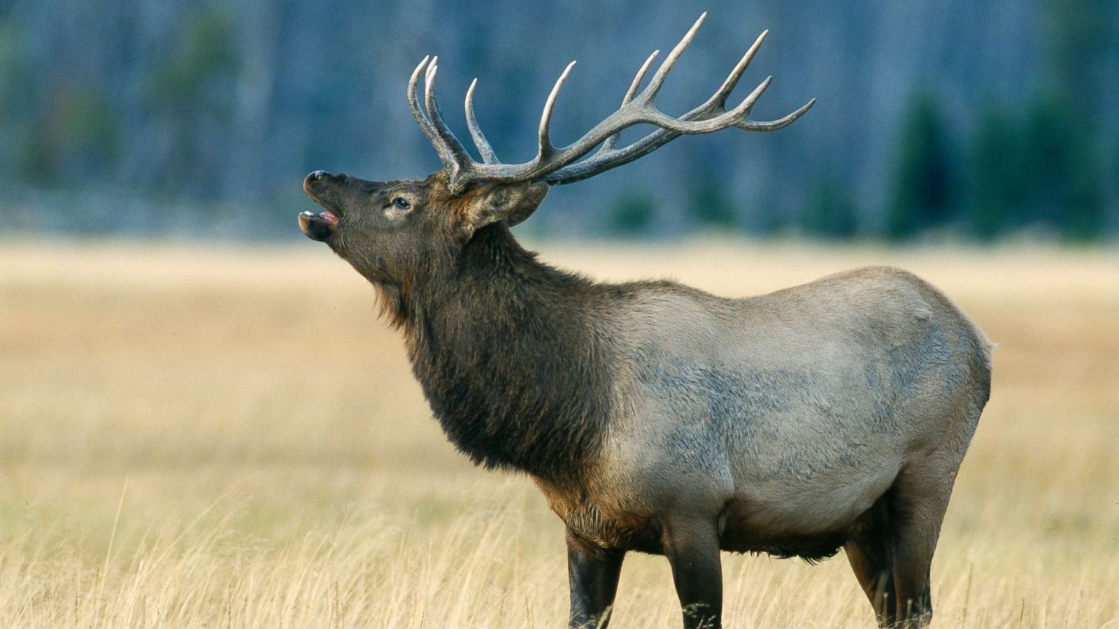 2 elk attacks in 3 days at Yellowstone Park - Good Morning America