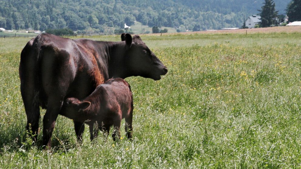 Drought-stricken Texans turn to cows to save their farms - ABC News