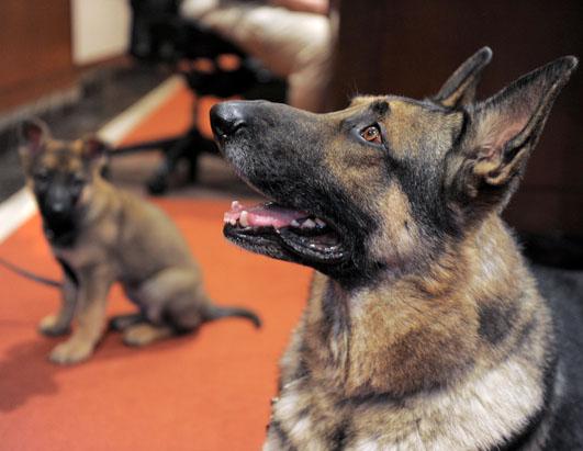 American Kennel Club's Most Popular Dogs Breeds Picture | America's ...