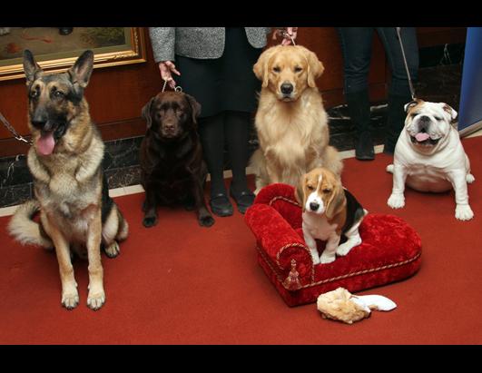 American Kennel Club's Most Popular Dogs Breeds Picture | America's ...