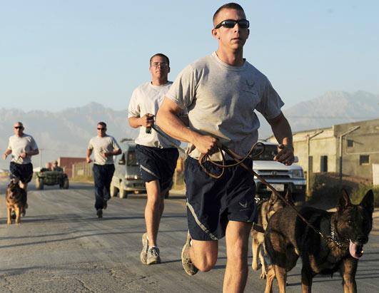 Navy SEAL Dogs Picture | Military Dog Adoptions Soar After Osama Bin ...