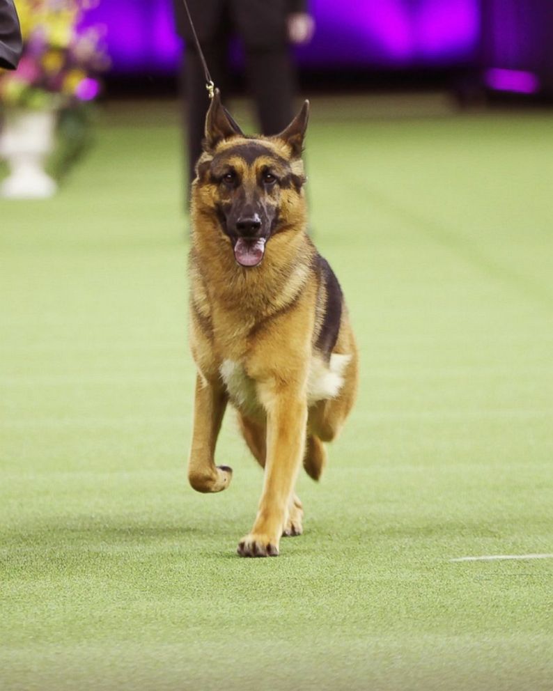 Where Is Rumor The German Shepherd From