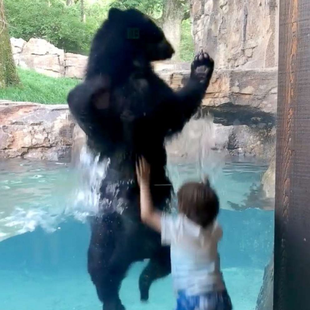 Jumping Bear Capuchin Monkey And Bear Jumping Adventure