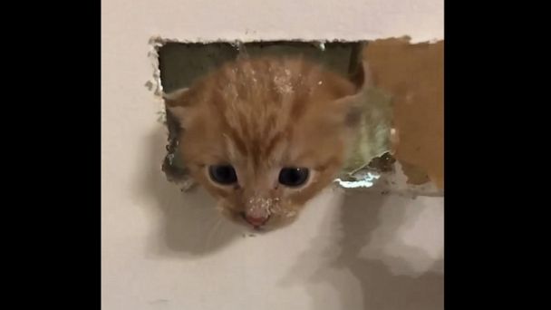 Video Firefighters rescue kitten stuck between the walls of owner's ... Video Firefighters rescue kitten stuck between the walls of owner's ...