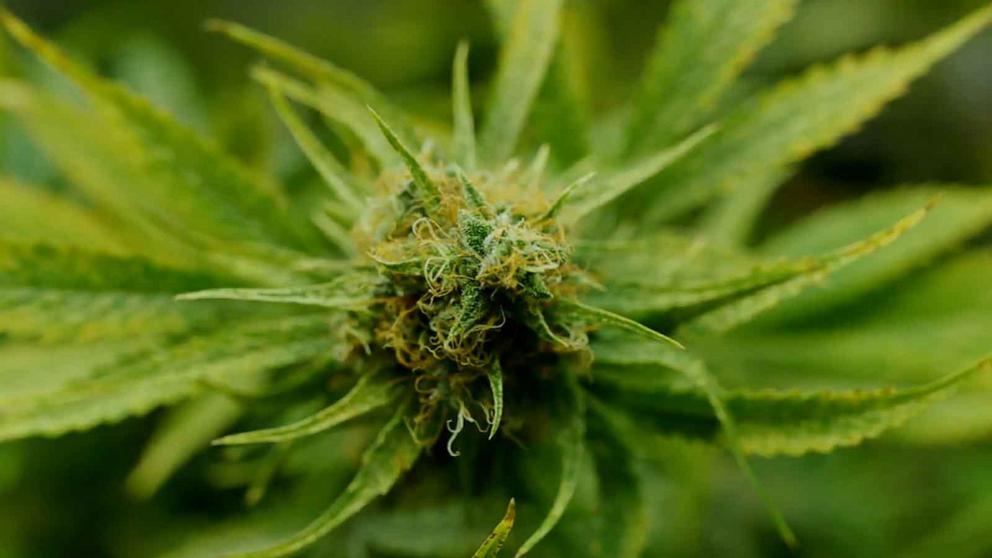 DEA plans to back reclassifying marijuana as less serious drug, sources ...