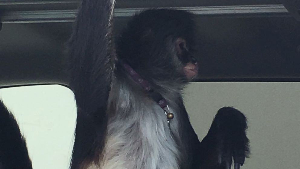 Pet monkey gets loose, attacks Home Depot worker - ABC News