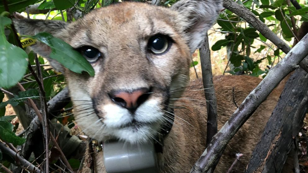 Mountain lion found in Southern California tree tagged by researchers ...