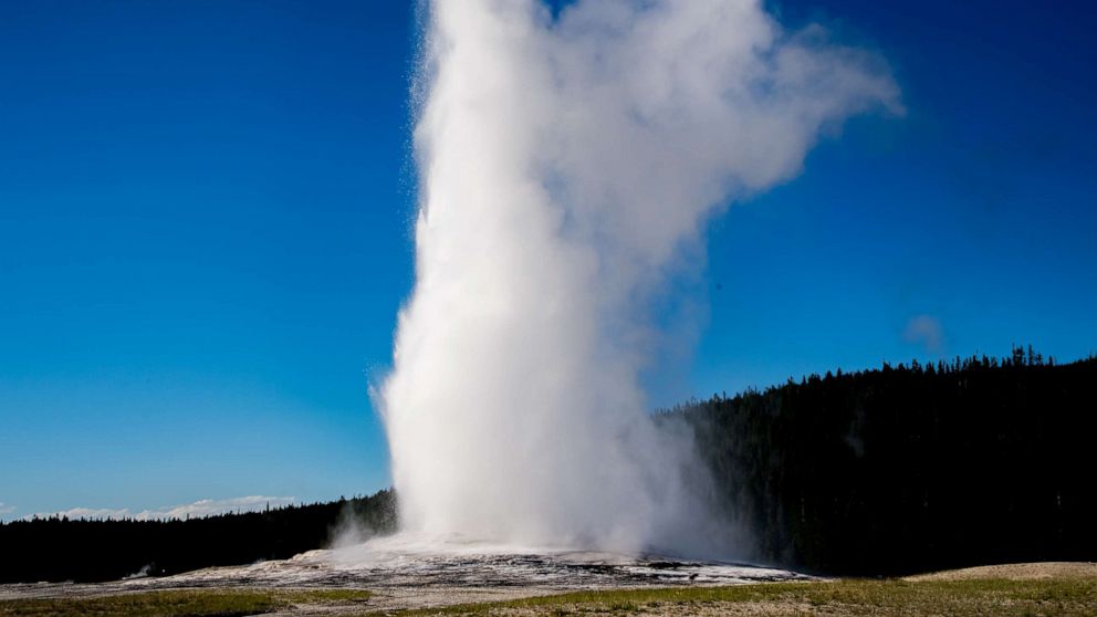 Bison charges, injures 9-year-old girl at Yellowstone National Park ...