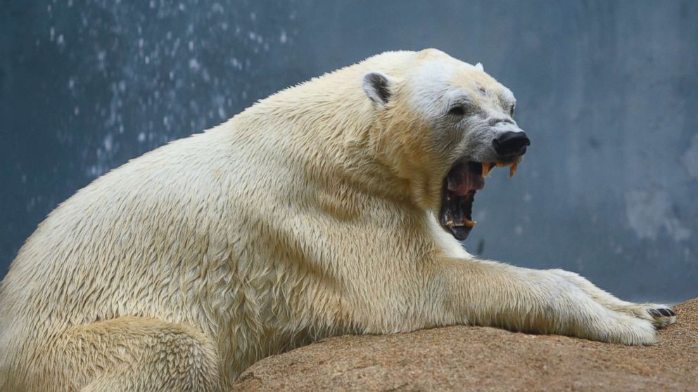 Canadian Man Dies Protecting His Children From Polar Bear ABC News Canadian Man Dies Protecting His Children From Polar Bear ABC News