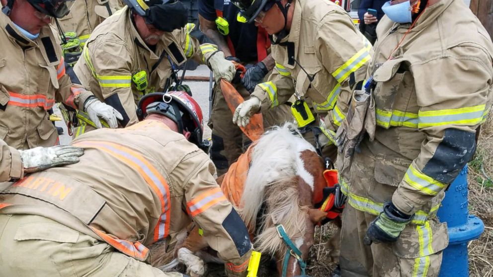 Firefighters rescue a pony trapped in a storm drain - ABC News