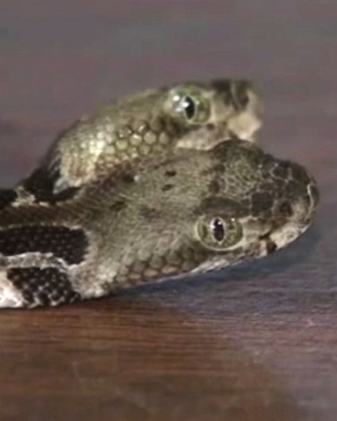 Dwa Snakes