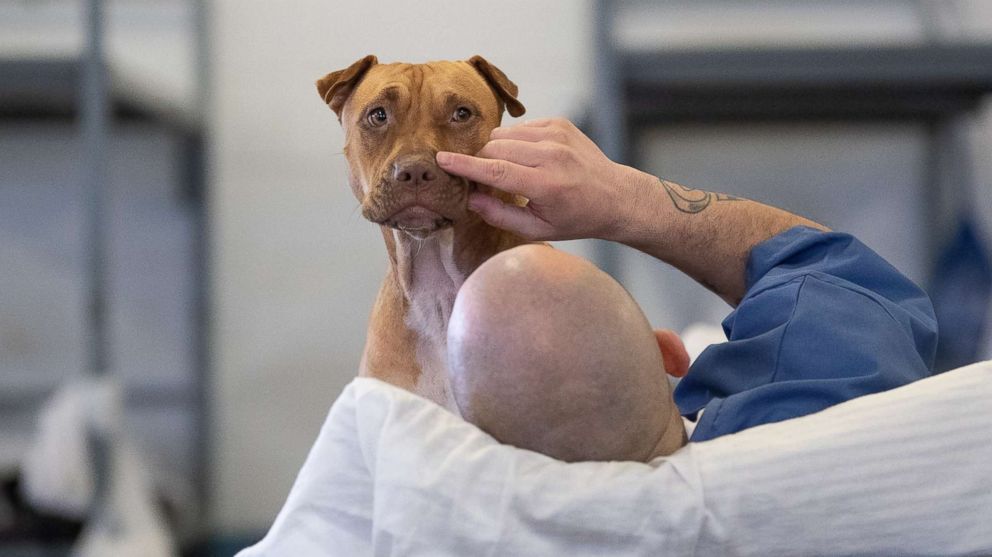 Prison animal programs are benefitting both inmates and hard-to-adopt ...