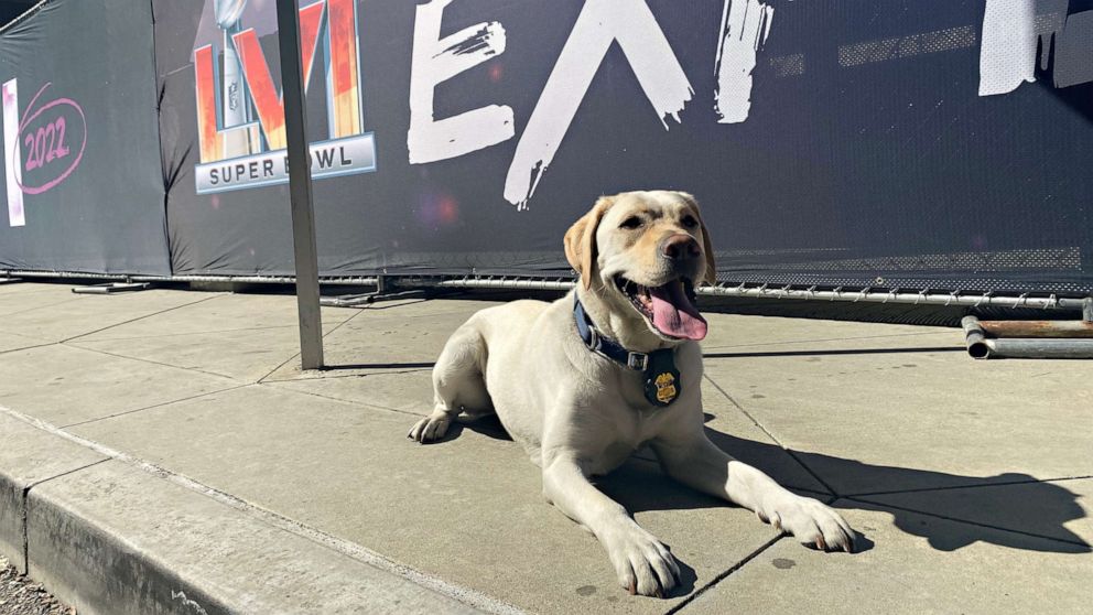 ATF bomb-sniffing dogs on patrol at the Super Bowl - ABC News