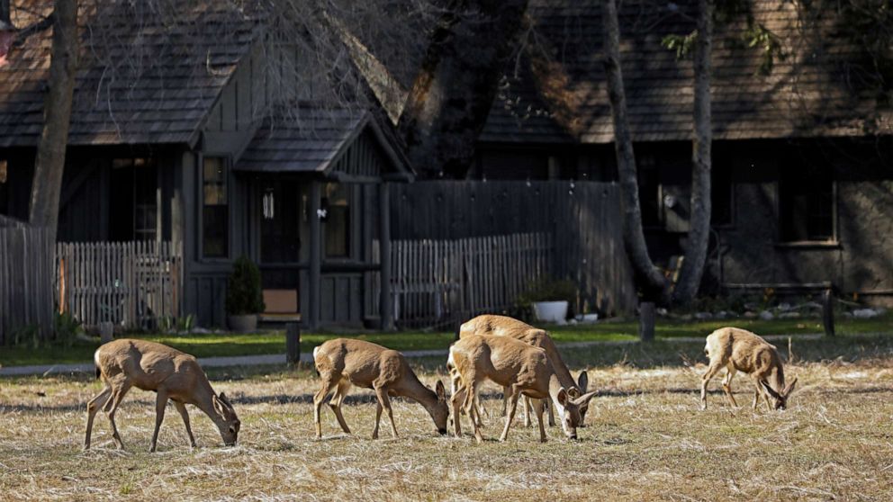 Earth Day 2020: How social distancing may impact park and marine life ...