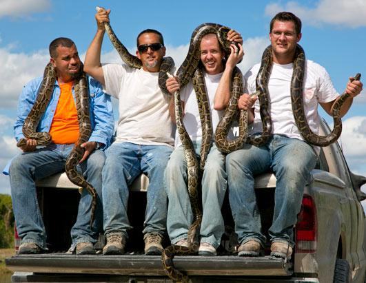 Python Parents: Fast Breeding Snakes Take Over Florida Everglades ...