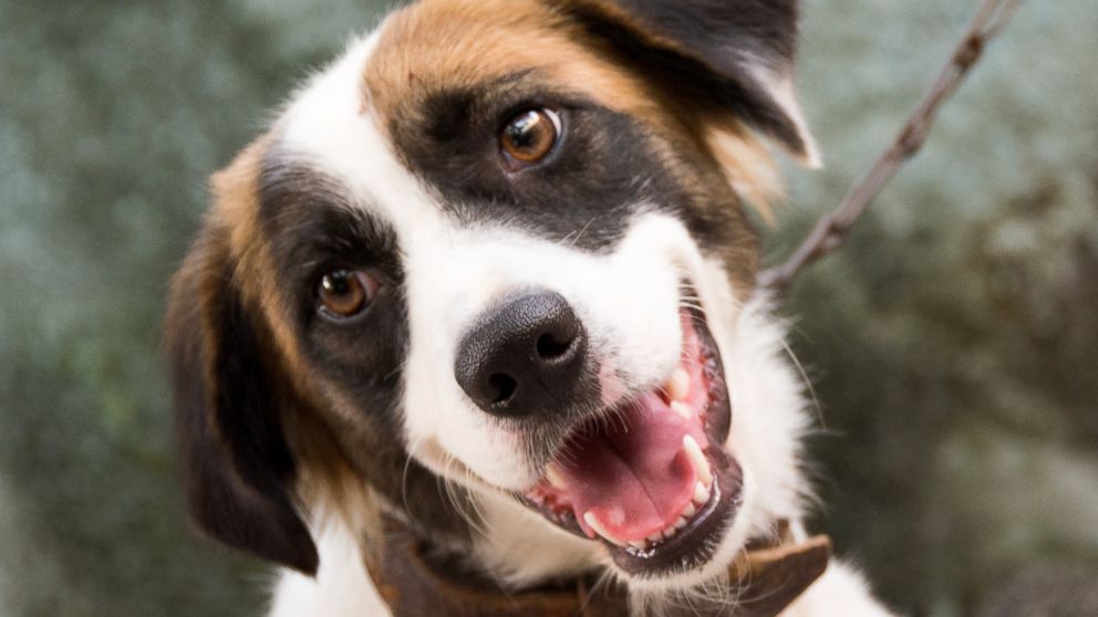 The History of Dogs as Pets - ABC News