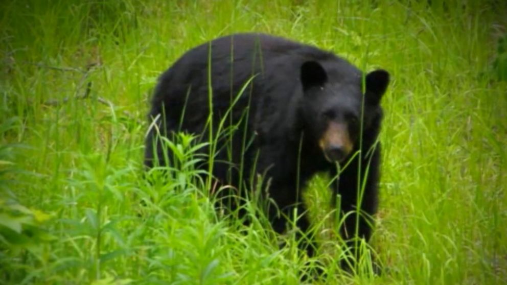 Un-bear-lievable journey | GMA