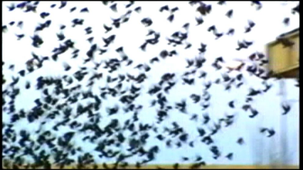 Video Bird Strike Forces Emergency Plane Landing 20 Minutes After ...
