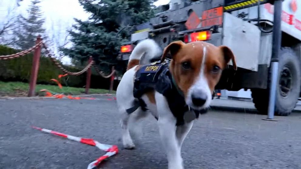 Ukrainian bomb-sniffing dog helps clear bombs | GMA